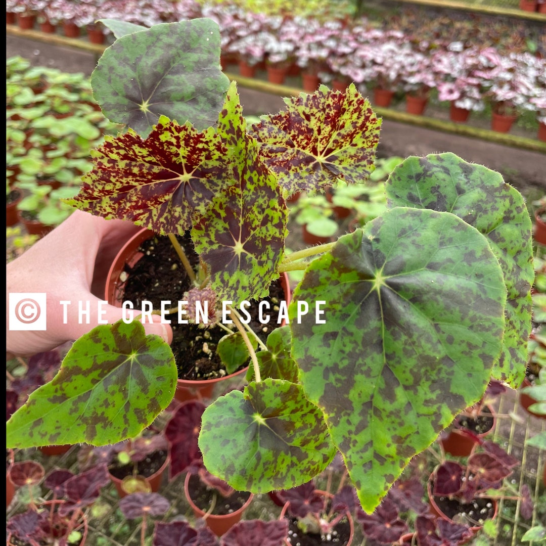 Begonia Shy Dancer 4 Pot ALL PLANTS Require You to Purchase 2 Plants - Etsy