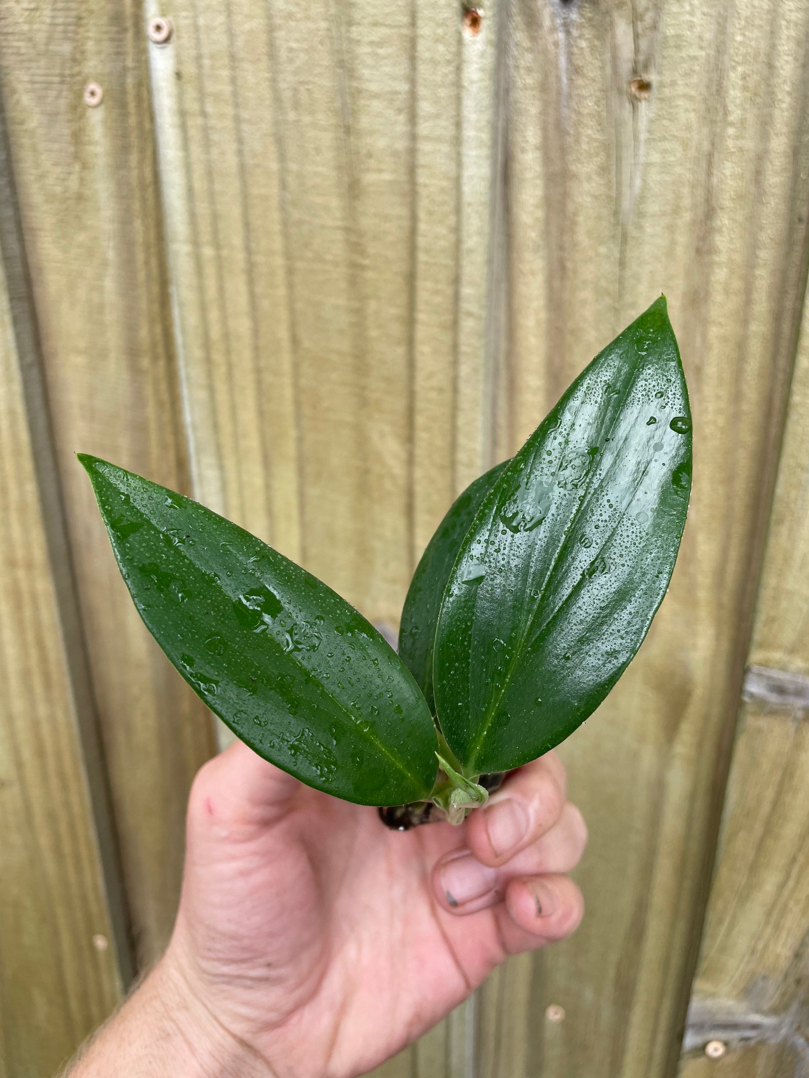 Raphidaphora Decursiva dragon Tail Starter Plant ALL - Etsy