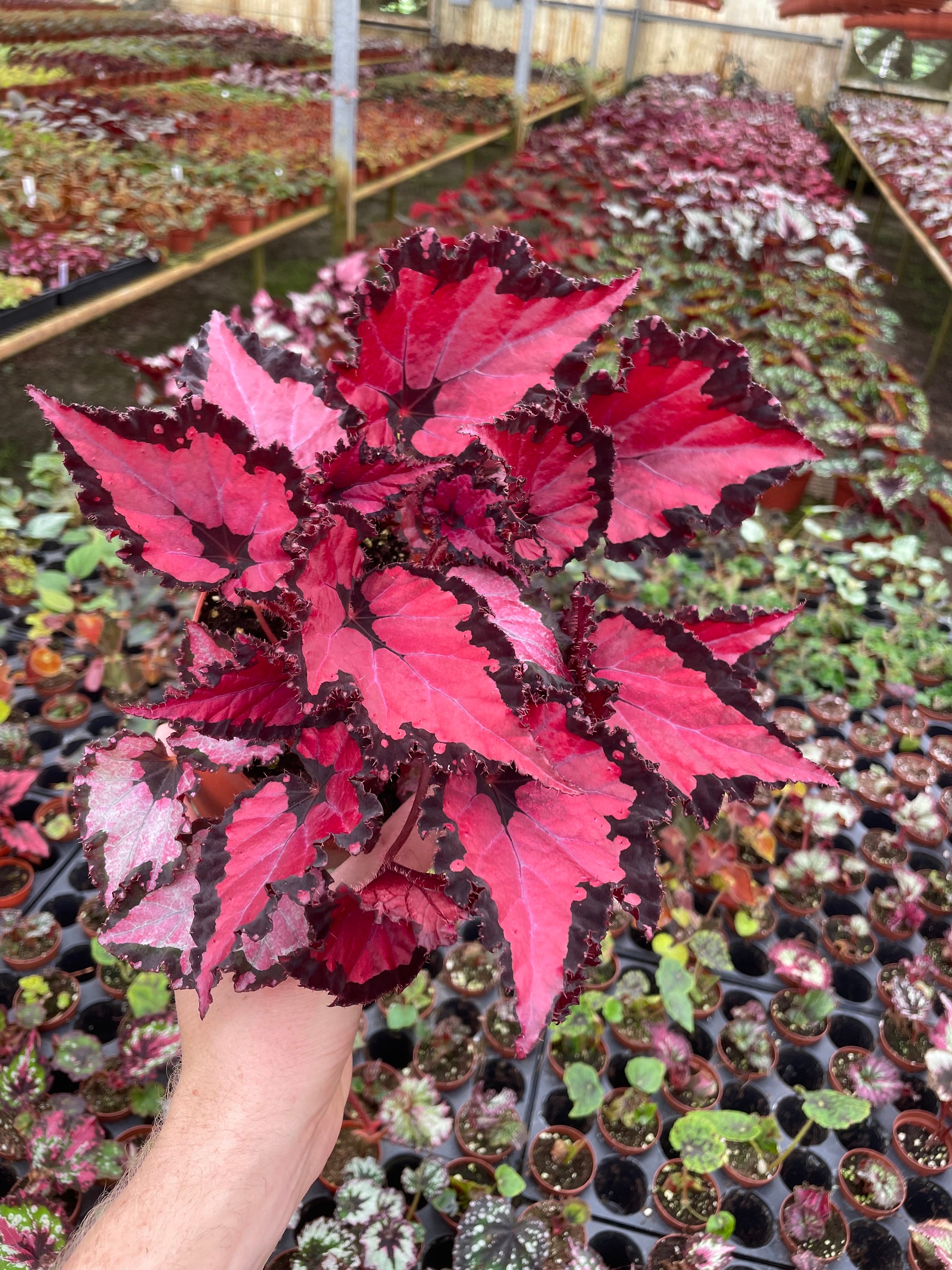 Harmonys Red Robin Begonia 6”pot (ALL PLANTS Require You to Purchase 2 ...