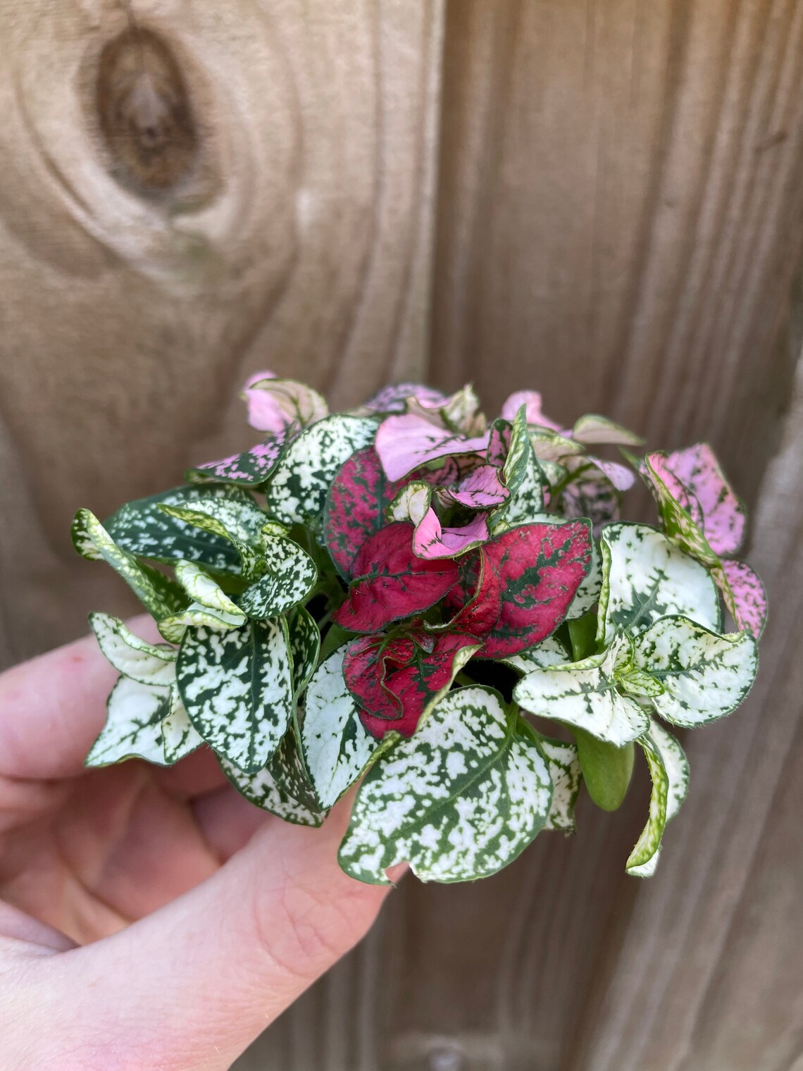 Hypoestes Mixed polka Dot Plant Starter Plant ALL STARTER - Etsy