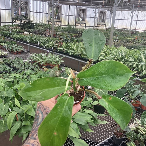 Philodendron Squamiferum - Etsy