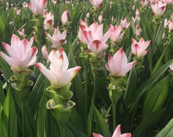 Curcuma Siam Splash Starter Plant ALL STARTER PLANTS Require You to ...