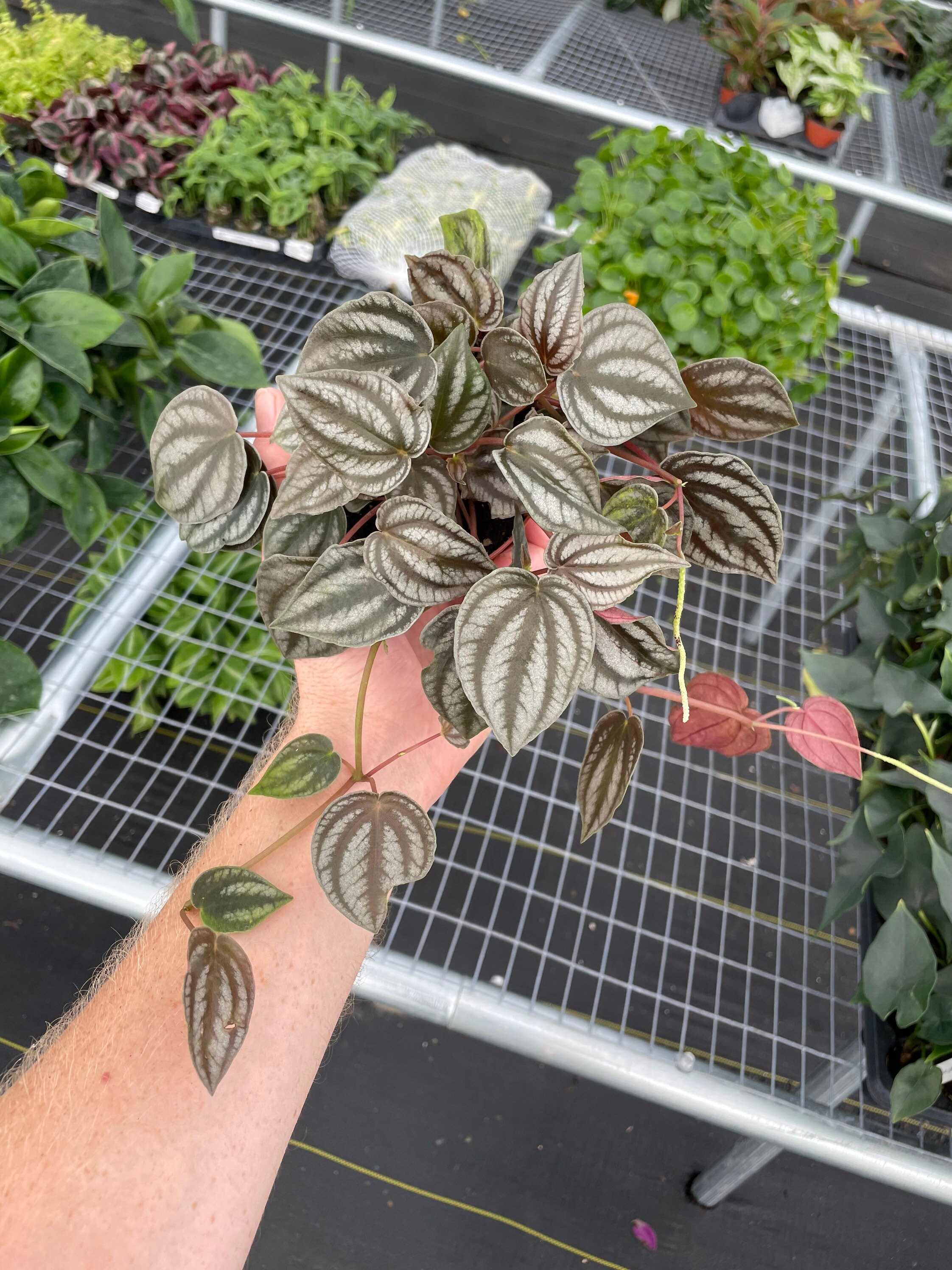 Peperomia Turboensis 4”pot (ALL PLANTS Require You to Purchase 2 Plants ...
