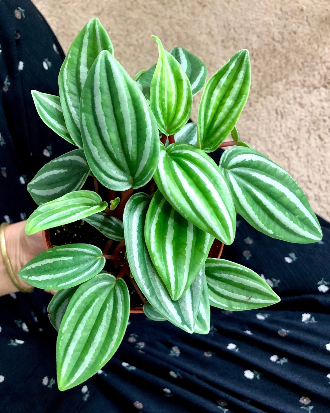 Peperomia Mini Watermelon “verschaffeltii” Starter Plant (ALL STARTER ...