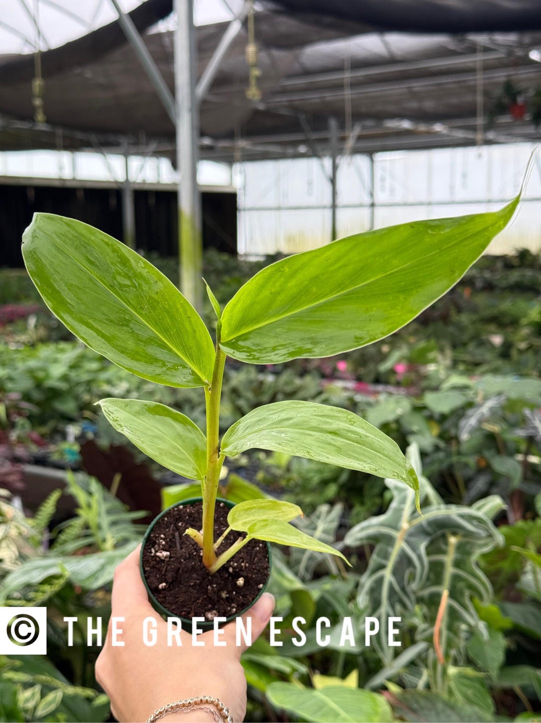 Hedychium Flavum Yellow Butterfly 2” Pot (ALL PLANTS Require You to ...