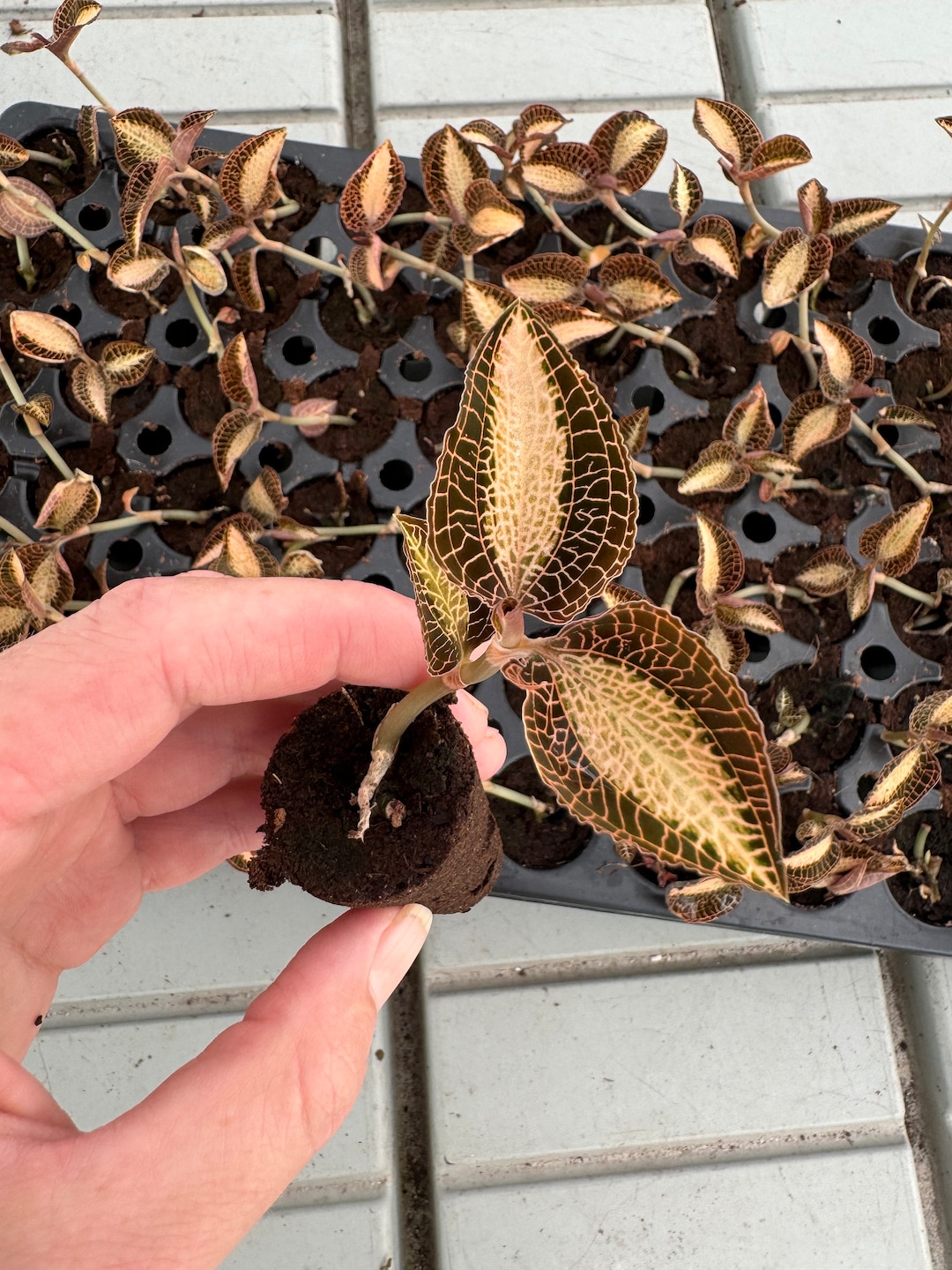 Anoectochilus Albolineatus Variegated Jewel Orchid Starter Plant ALL ...