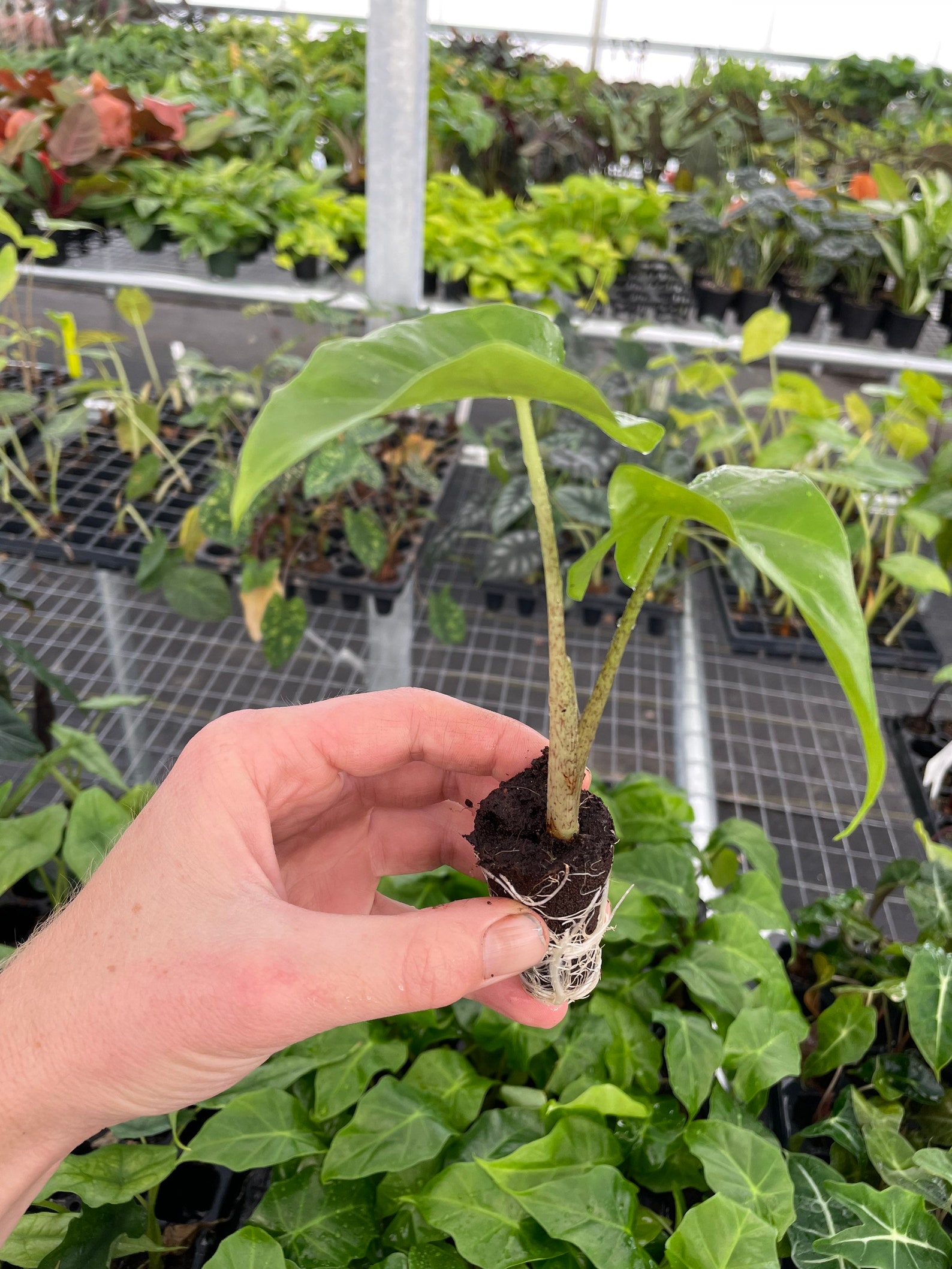 Alocasia Low Rider Starter Plant (ALL STARTER PLANTS Require You to ...
