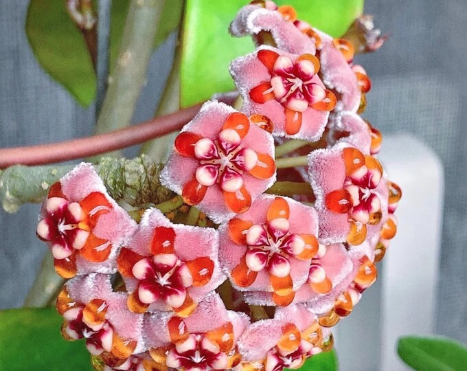 Hoya Meliflua Starter Plant (ALL STARTER PLANTS Require You to Purchase ...