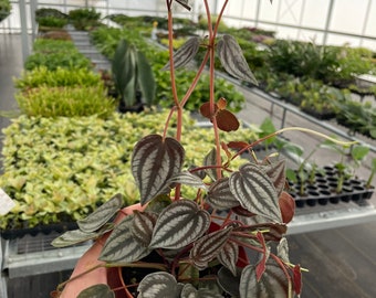 Peperomia Dragon Skin Starter Plant ALL STARTER PLANTS Require You to ...