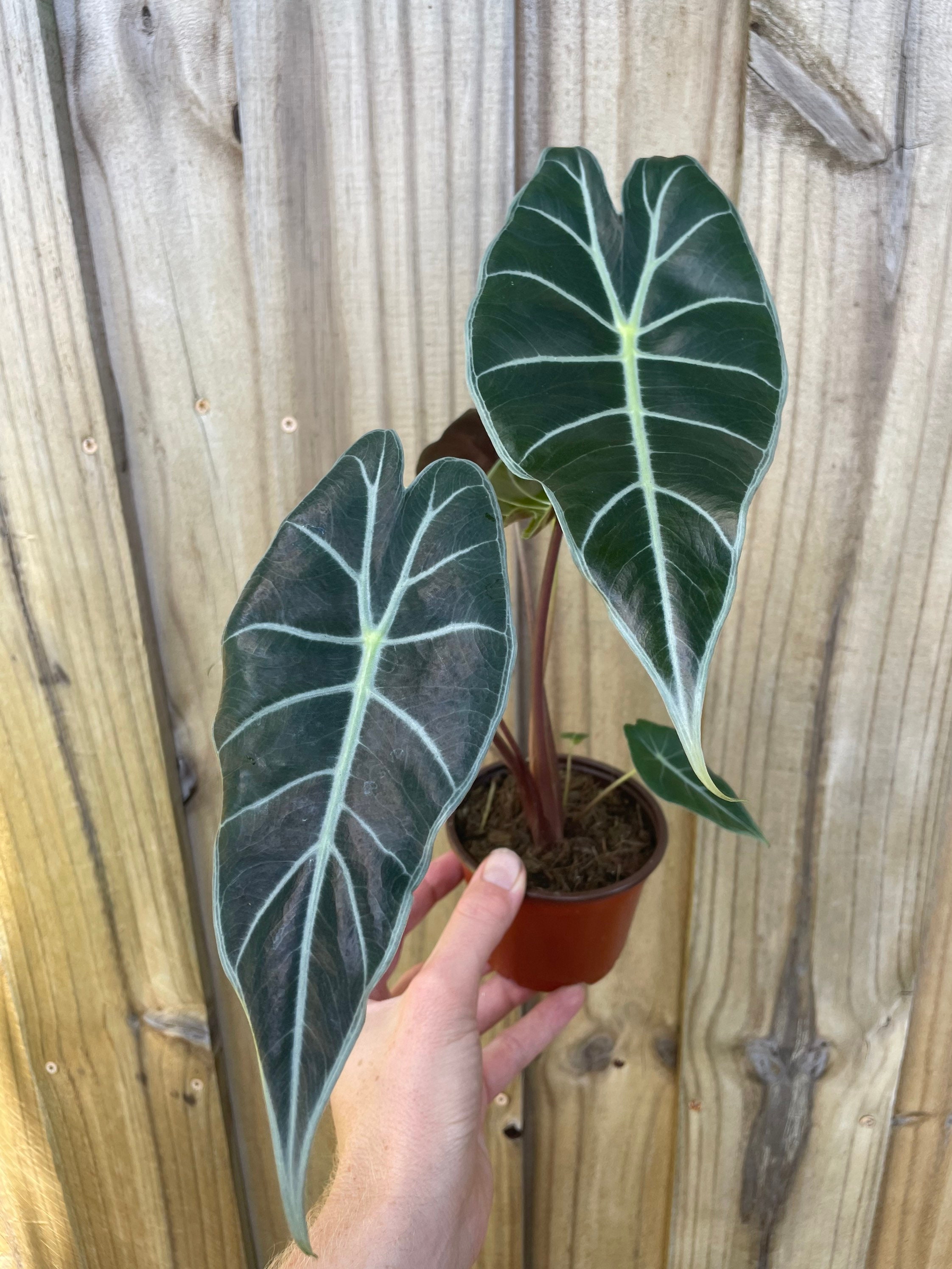 Alocasia Dragons Tooth 4 Pot ALL PLANTS Require You to - Etsy