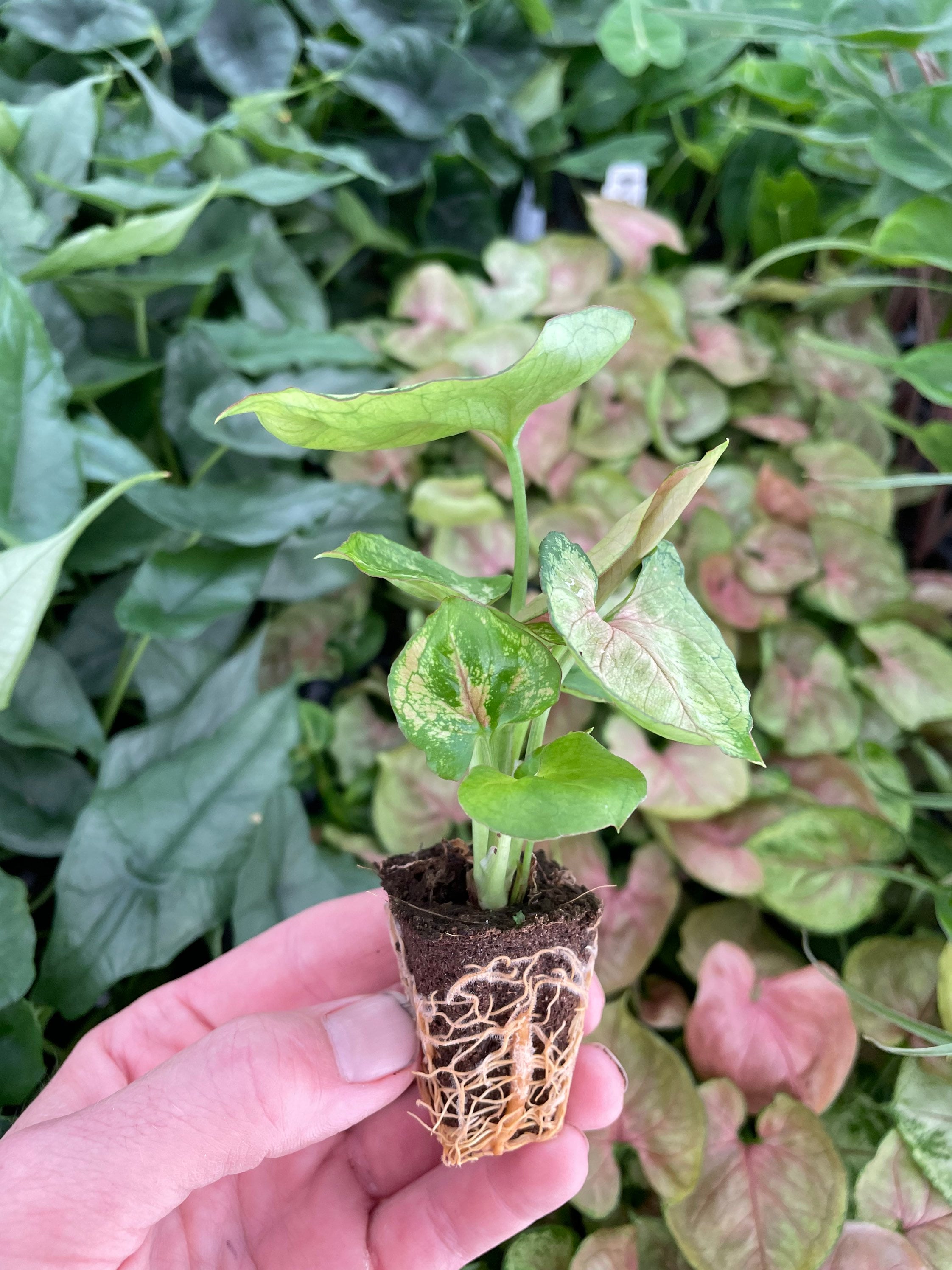 Syngonium Mango Allusion Starter Plant ALL STARTER PLANTS - Etsy
