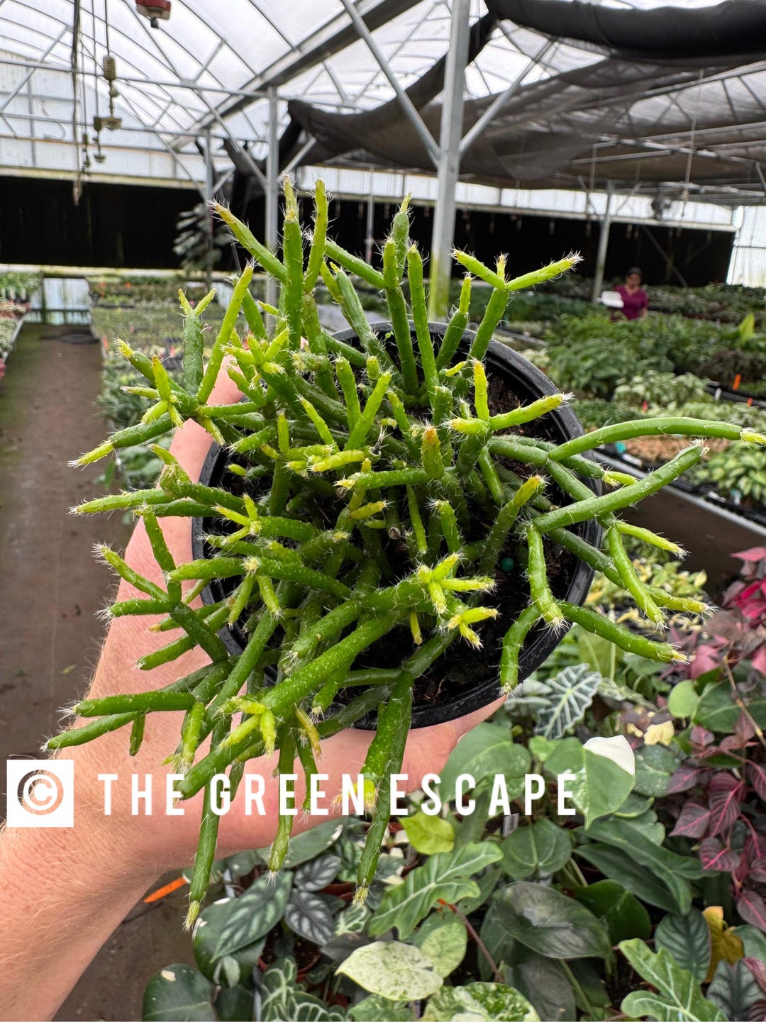 Rhipsalis “mistletoe Cactus” 4” Pot (ALL PLANTS Require You to Purchase ...