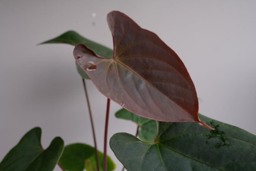 Seed Grown Anthurium Black Sweet X Hulk Starter Plant (ALL STARTER ...