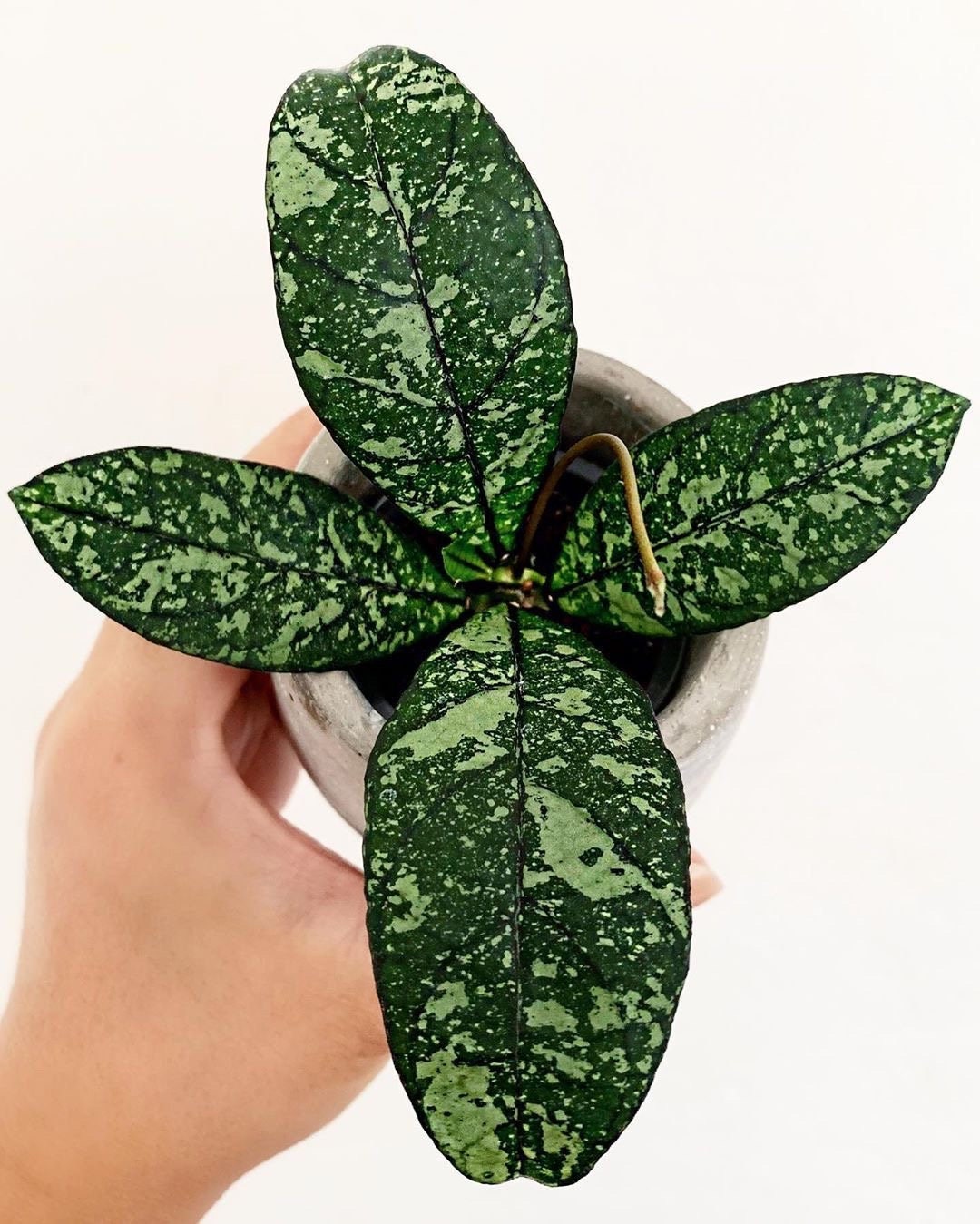 Hoya Crassipetiolata Splash Starter Plant (ALL STARTER PLANTS Require ...