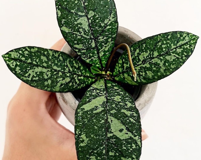 Hoya Keysii hoya Australis 1yo Plant With 5-6 Leaves Well Rooted, Sent ...