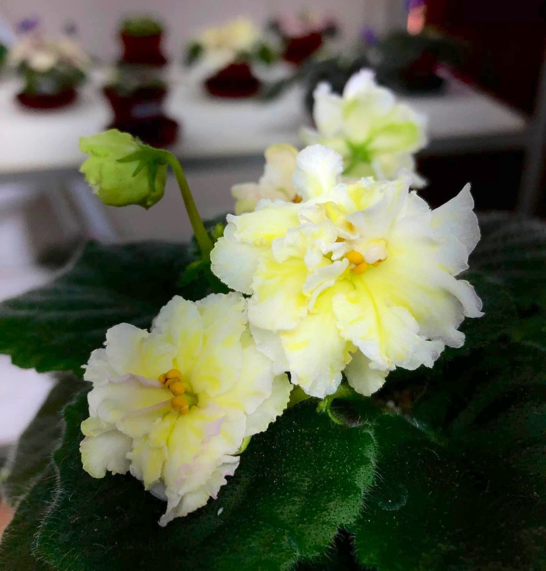 Lemon Whip African Violet Starter Plant (ALL Starter PLANTS Require You ...