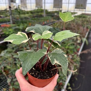 Variegated Algerian Ivy 4” Pot (ALL PLANTS Require You to Purchase 2 ...