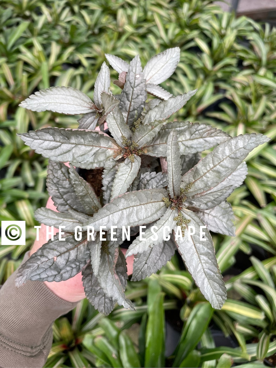 Pilea Ellen 4 Pot ALL PLANTS Require You to Purchase 2 Plants - Etsy