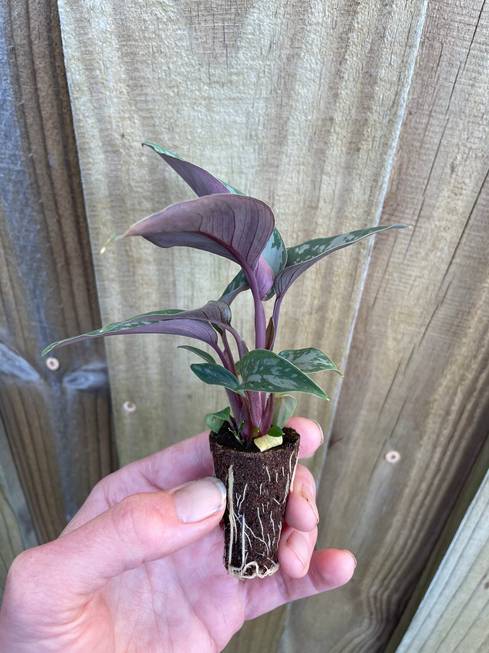 Apoballis Acuminatissimum Aka lavallei or red Sword - Etsy