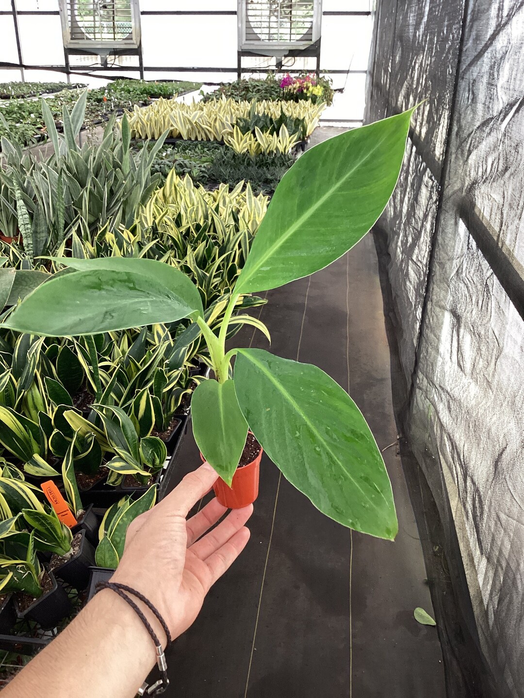Musa Goldfinger 2” Pot (ALL PLANTS Require You to Purchase 2 Plants ...
