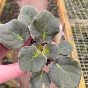 Apache Redcoats African Violet Starter Plant (ALL PLANTS Require You to ...