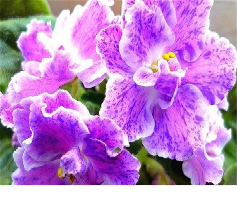 AE Sharlene Fantasy African Violet Starter Plant ALL Starter - Etsy