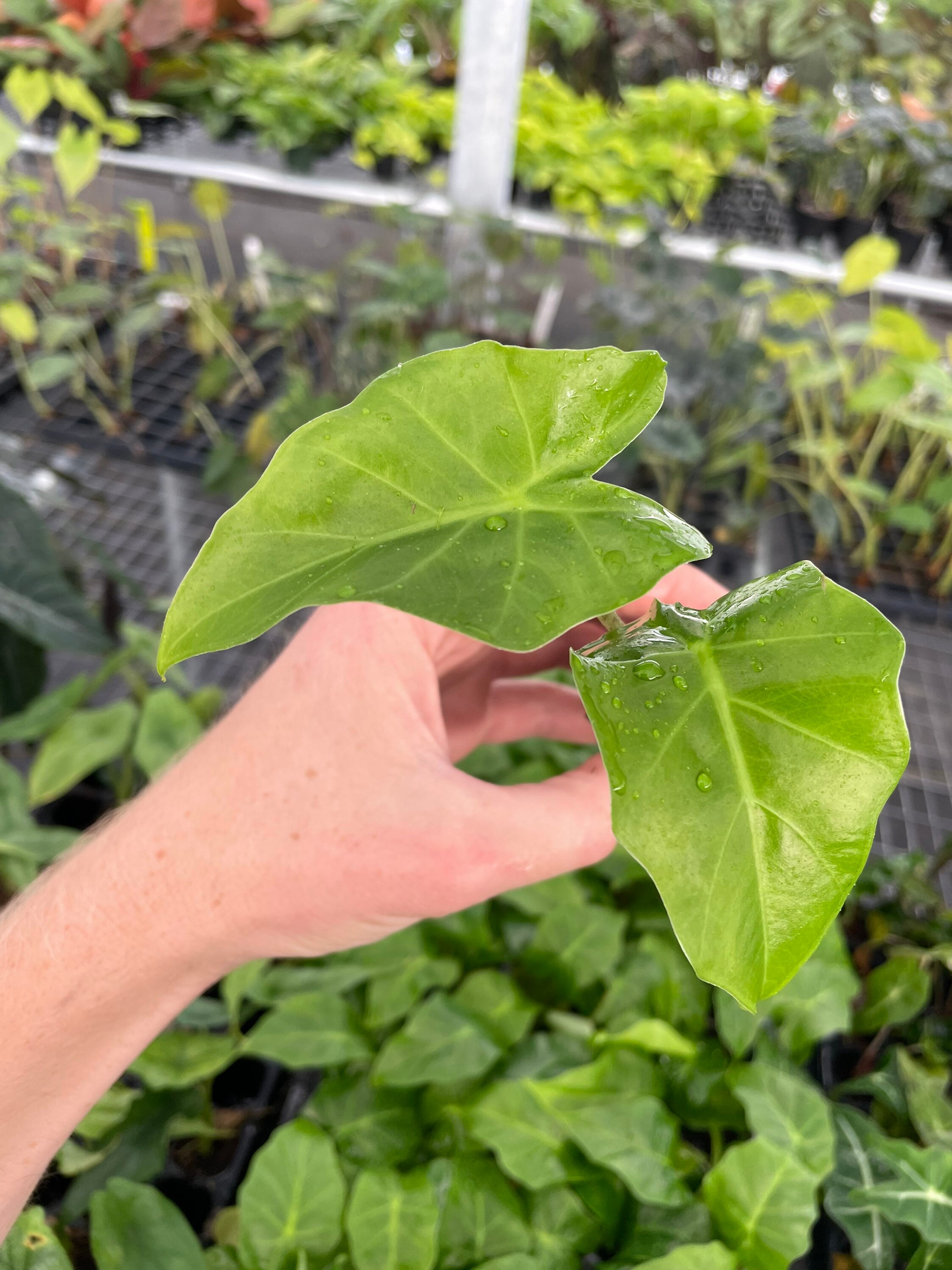 Alocasia Low Rider Starter Plant (ALL STARTER PLANTS Require You to ...
