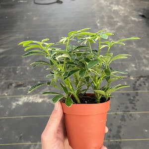 Variegated Schefflera Moondrop 4” Pot (ALL PLANTS Require You to ...