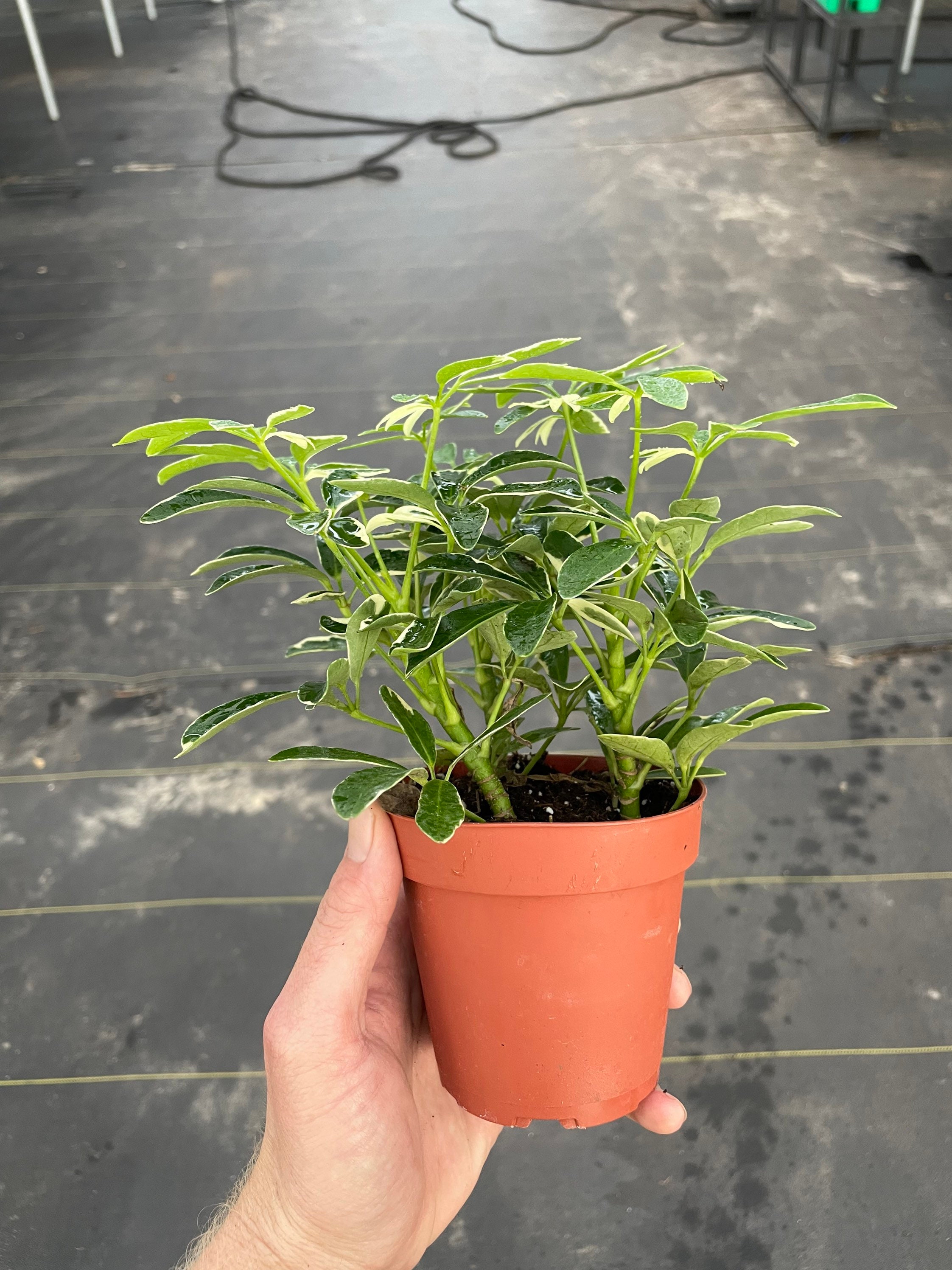 Variegated Schefflera Moondrop 4 Pot ALL PLANTS Require You - Etsy