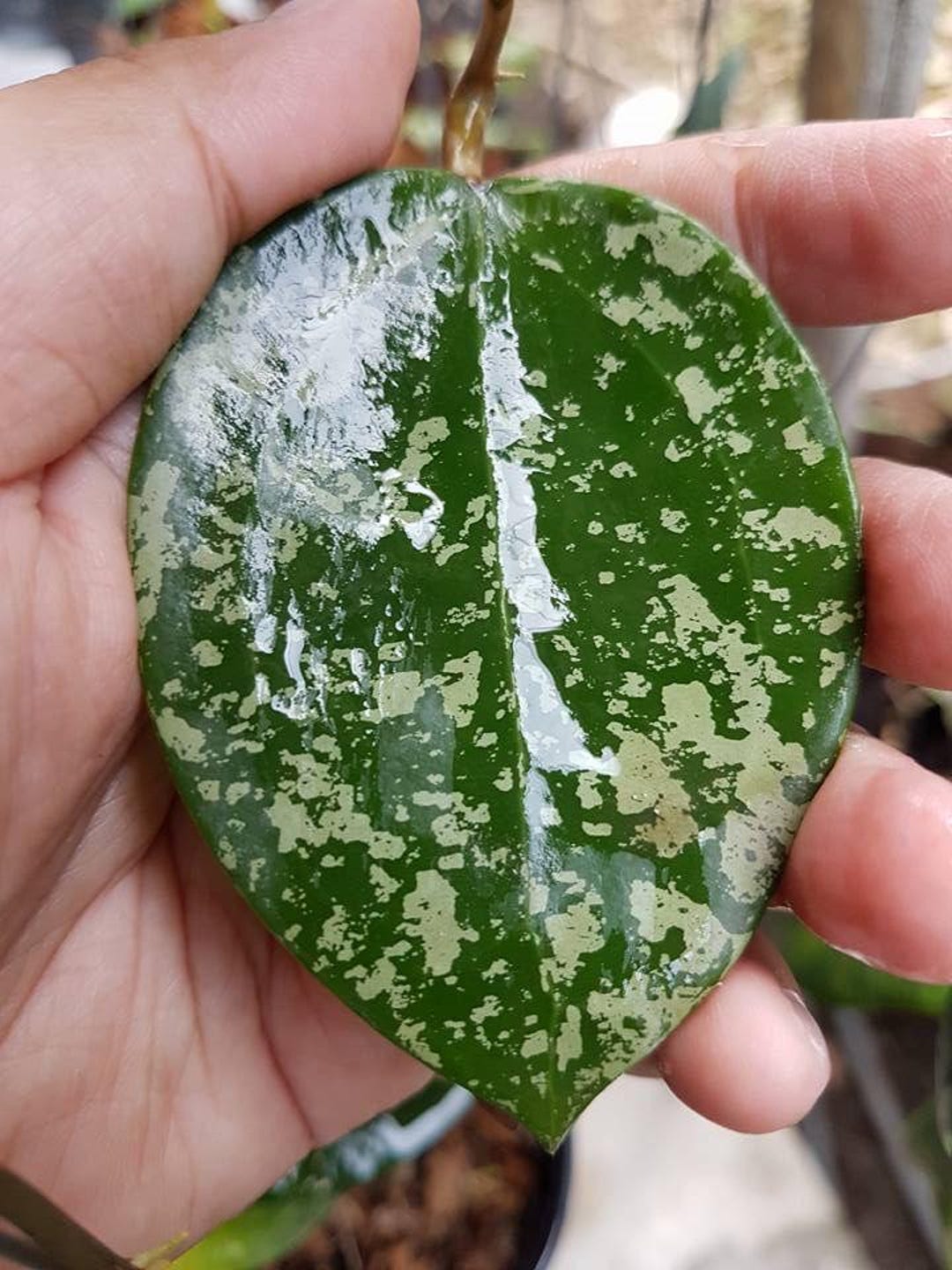 Hoya Parasitica Splash Starter Plant (ALL STARTER PLANTS Require You to ...
