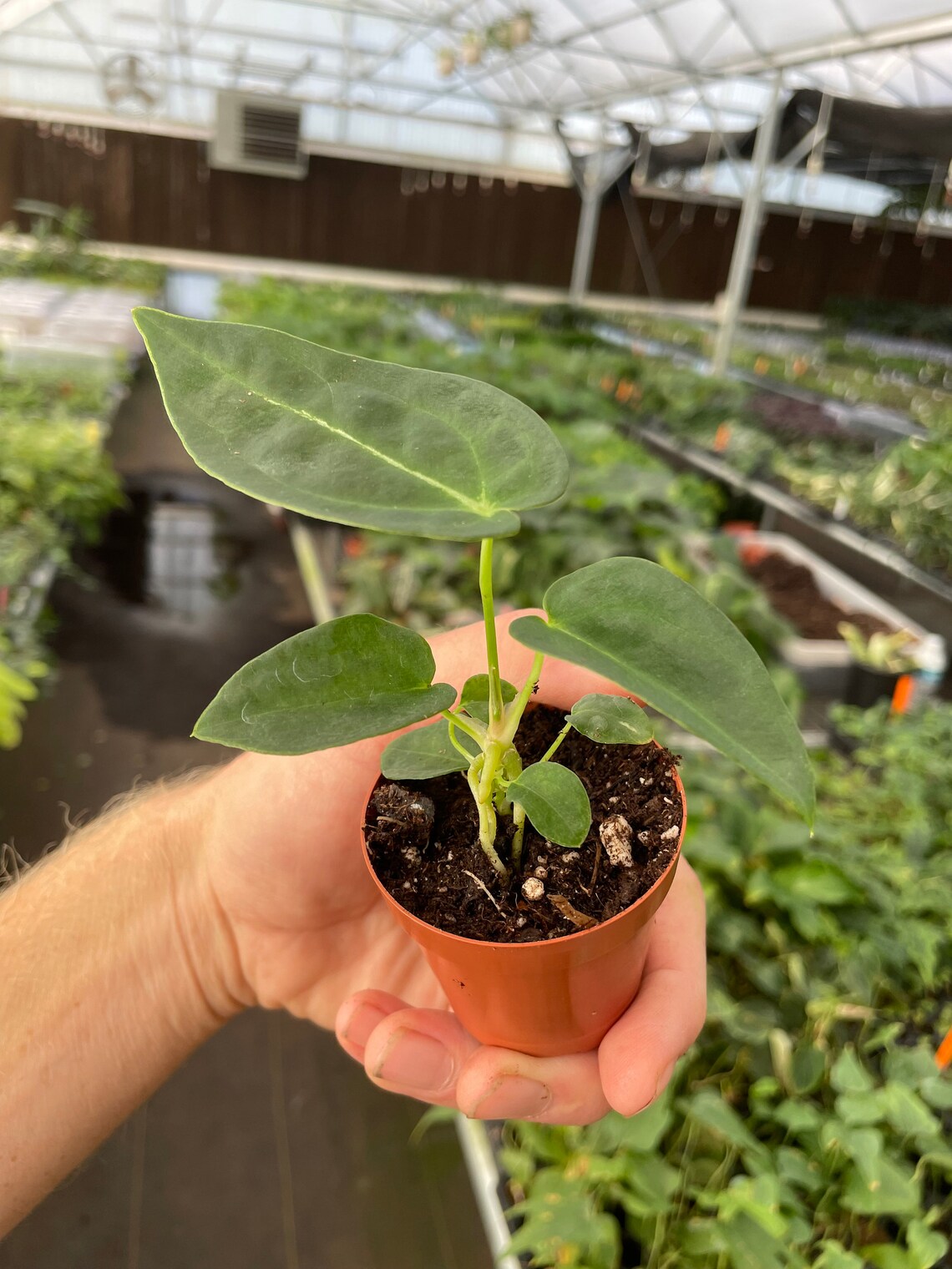 Anthurium Forgetti 2” Pot (ALL PLANTS Require You to Purchase 2 Plants ...