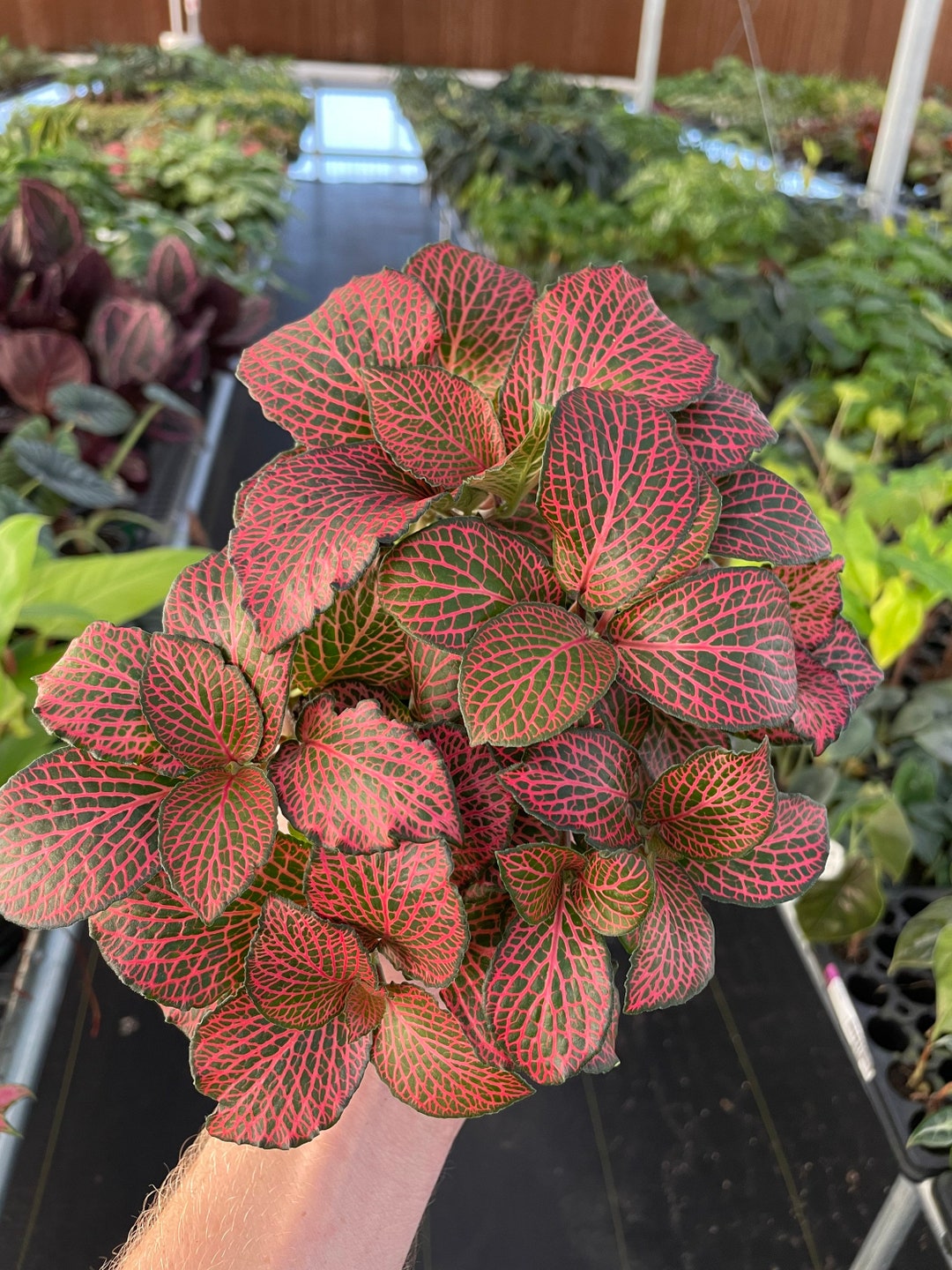 Pink Fittonia “nerve Plant” 4” Pot (ALL PLANTS Require You to Purchase ...