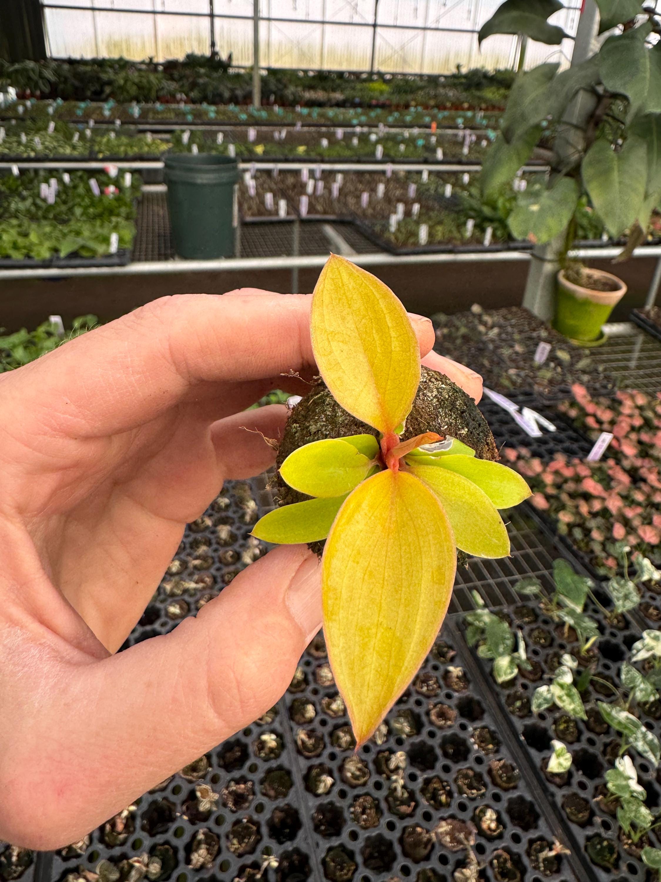 Philodendron Mars Starter Plant (ALL STARTER PLANTS Require You to ...