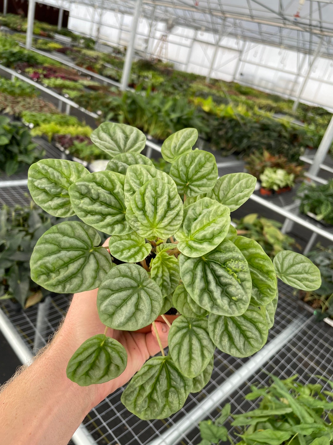 Peperomia Emerald Ripple 4”pot (ALL PLANTS Require You to Purchase 2 ...
