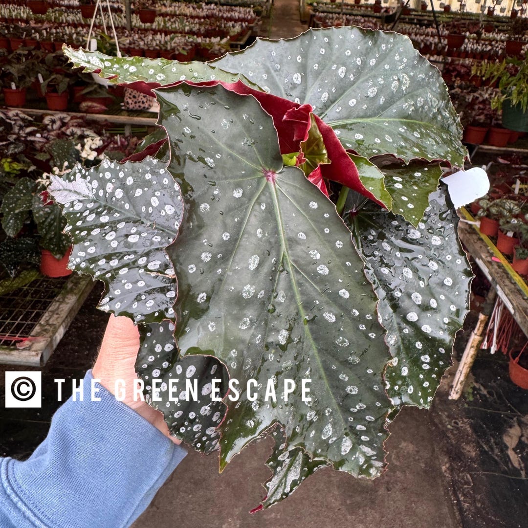 Harmonys Witcher Begonia 6pot ALL PLANTS Require You to Purchase 2 ...