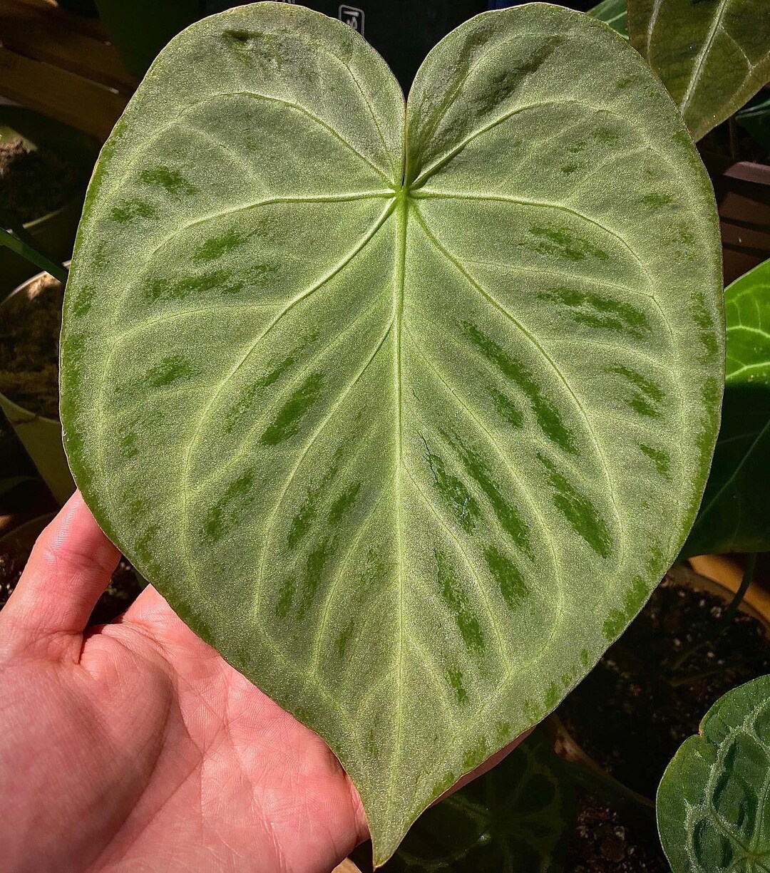 Anthurium Silver Blush Starter Plant (ALL STARTER PLANTS Require You to ...