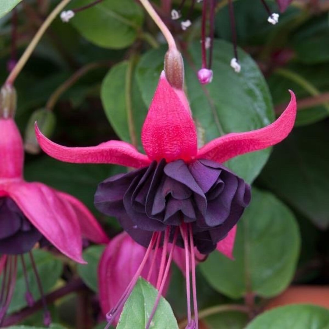 Fuchsia Blackie Starter Plant (ALL STARTER PLANTS Require You to ...