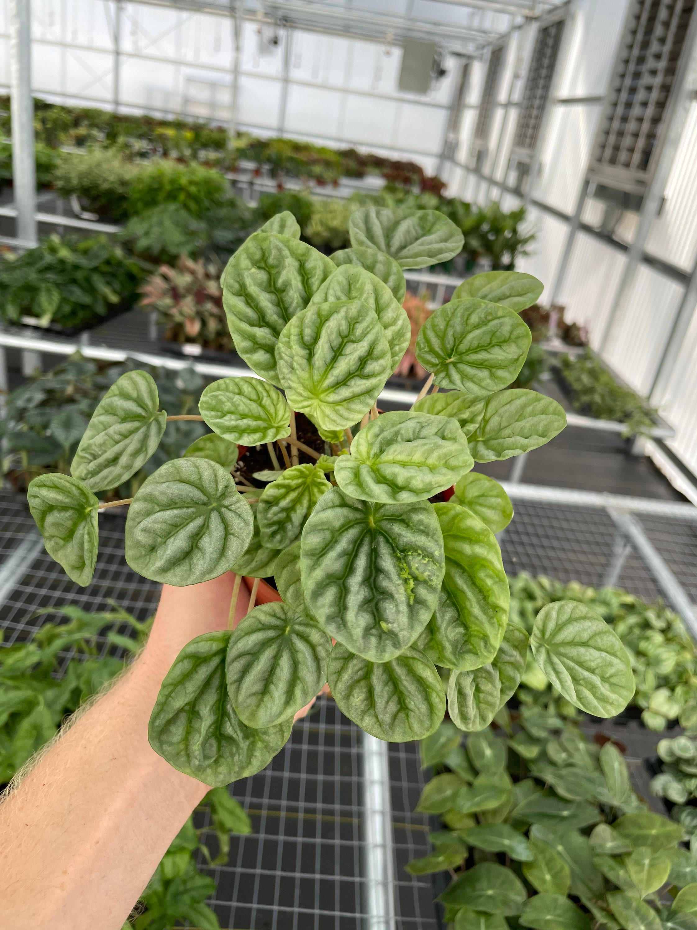 Peperomia Emerald Ripple 4pot ALL PLANTS Require You to - Etsy
