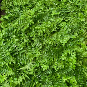 Chester Fern Starter Plant (ALL STARTER PLANTS Require You to Purchase ...