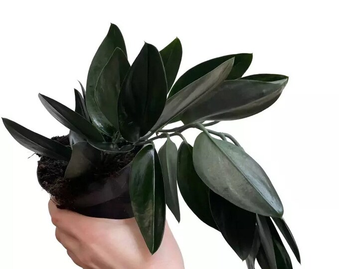 Silver Cloud Scindapsus - Rare - Silver Satin Pothos - Available in 6 ...
