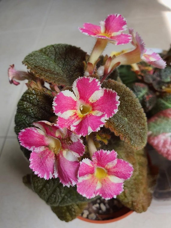 Episcia Star of Bethlehem 2 Pot ALL PLANTS Require You to - Etsy