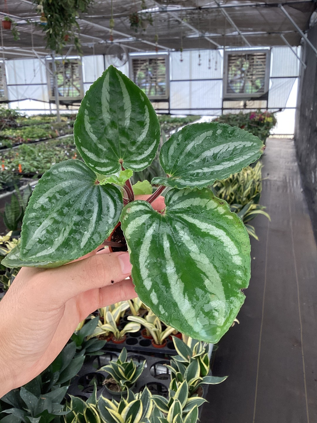 Peperomia Ecuador 2” Pot (ALL PLANTS Require You to Purchase 2 Plants ...