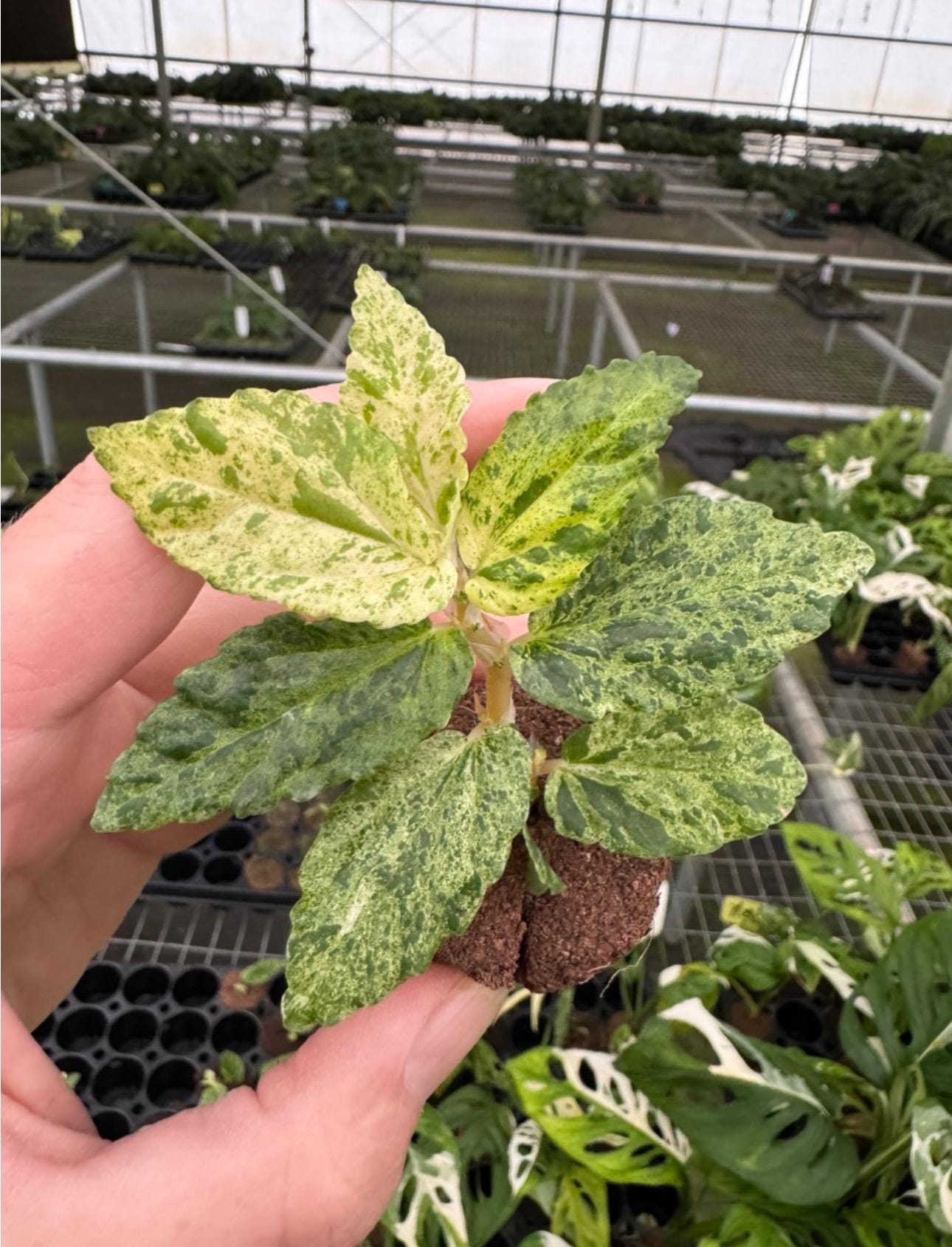 Variegated Peppermint Begonia Starter Plant (ALL STARTER PLANTS Require ...