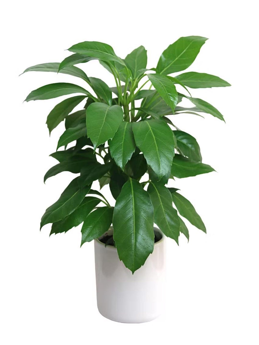 Schefflera Alpine Starter Plant (ALL STARTER PLANTS Require You to ...