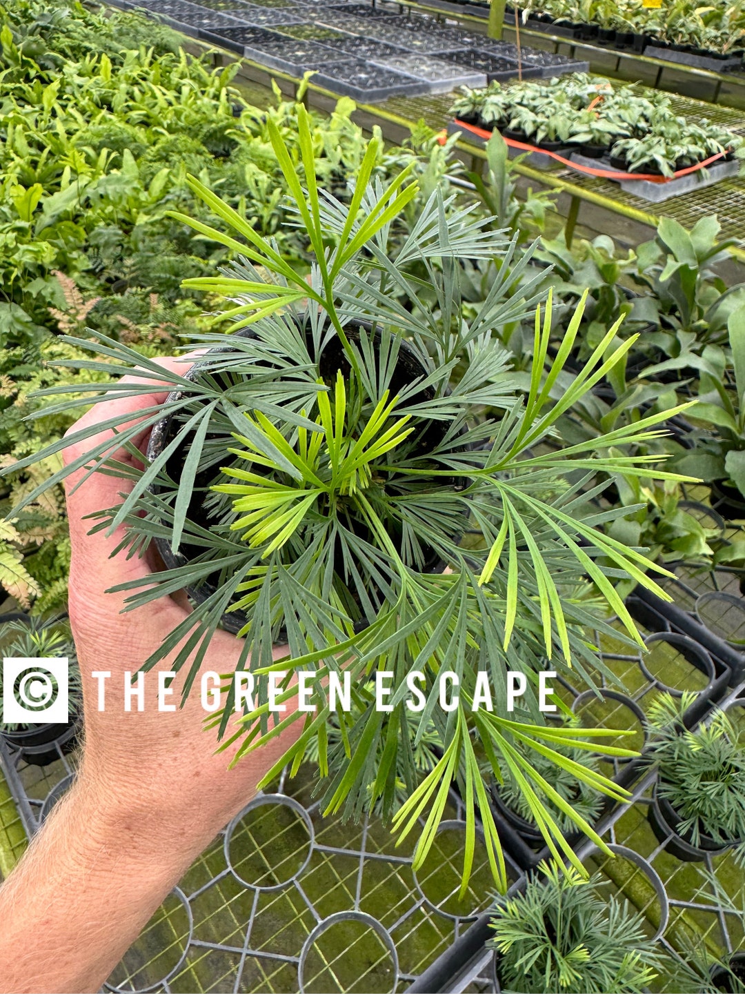 Eyelash Fern 4” Pot (ALL PLANTS Require You to Purchase 2 Plants!) - Etsy