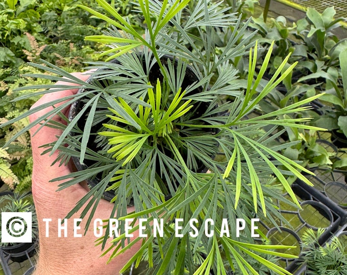 FERN MACHO Live Plants Plugs Garden DIY Live Plant (4) Plugs Read ...