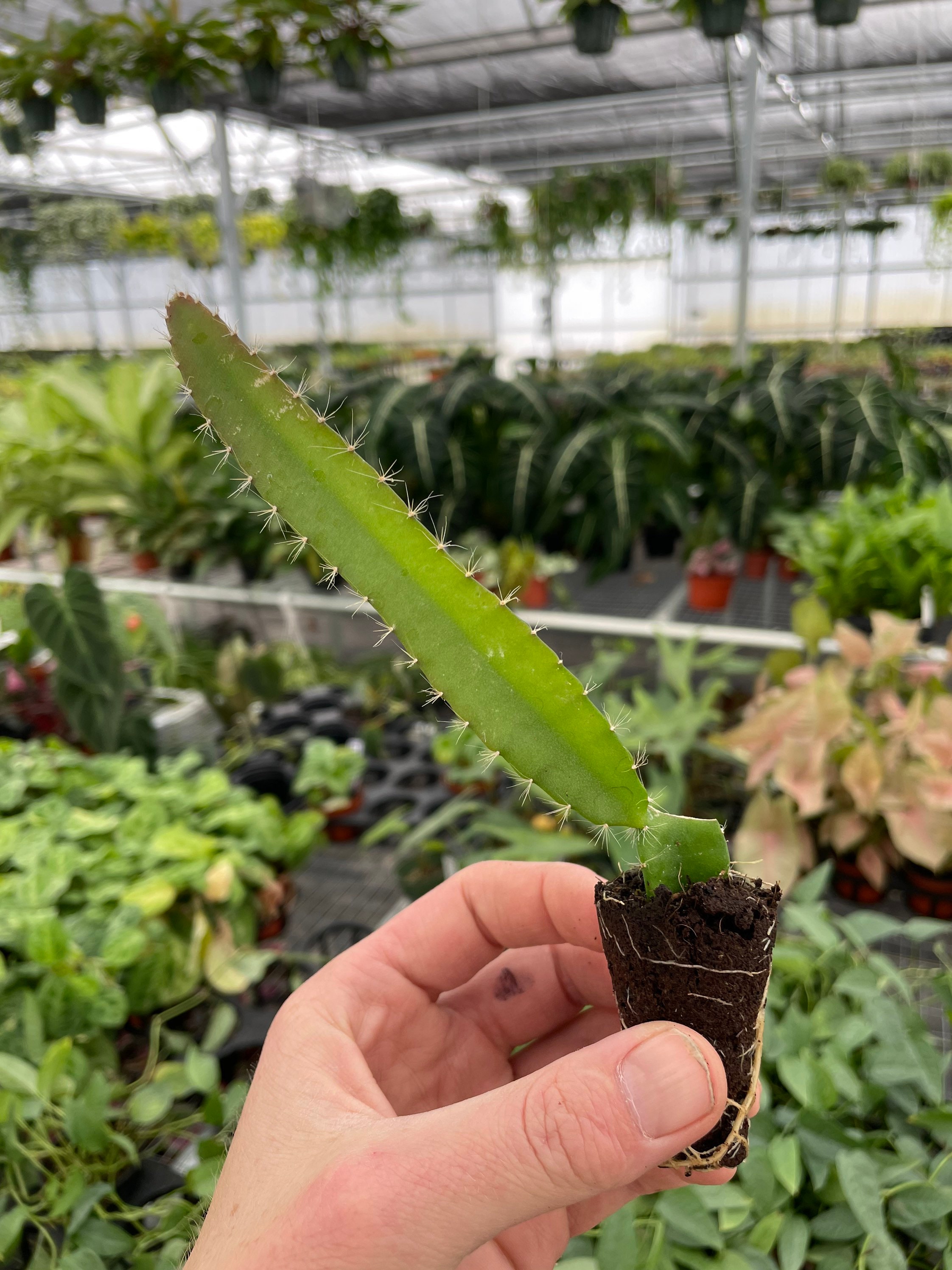 Baby Dragon Fruit Plant