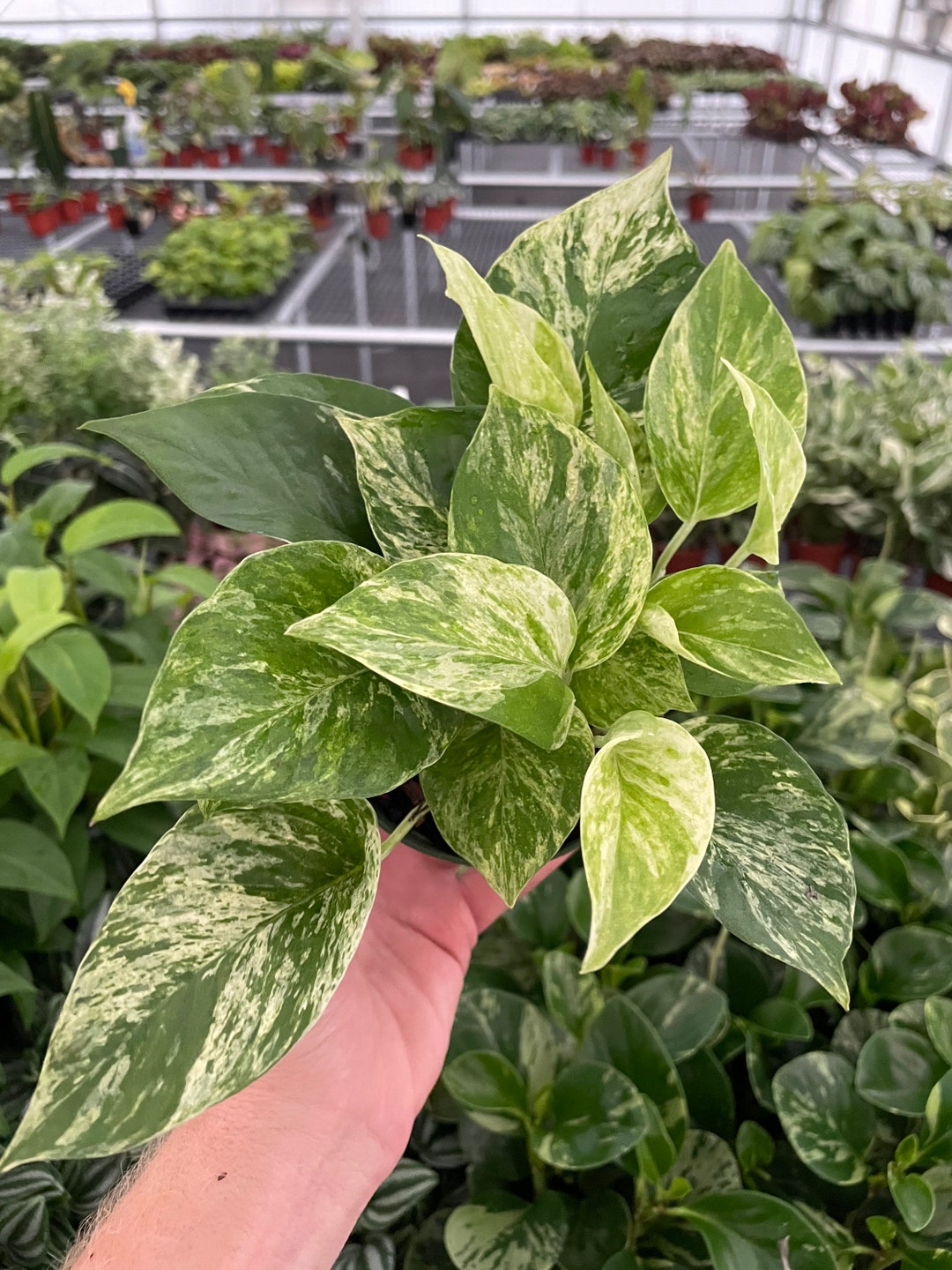Pothos Marble Queen 4” Pot (ALL PLANTS Require You to Purchase 2 Plants ...