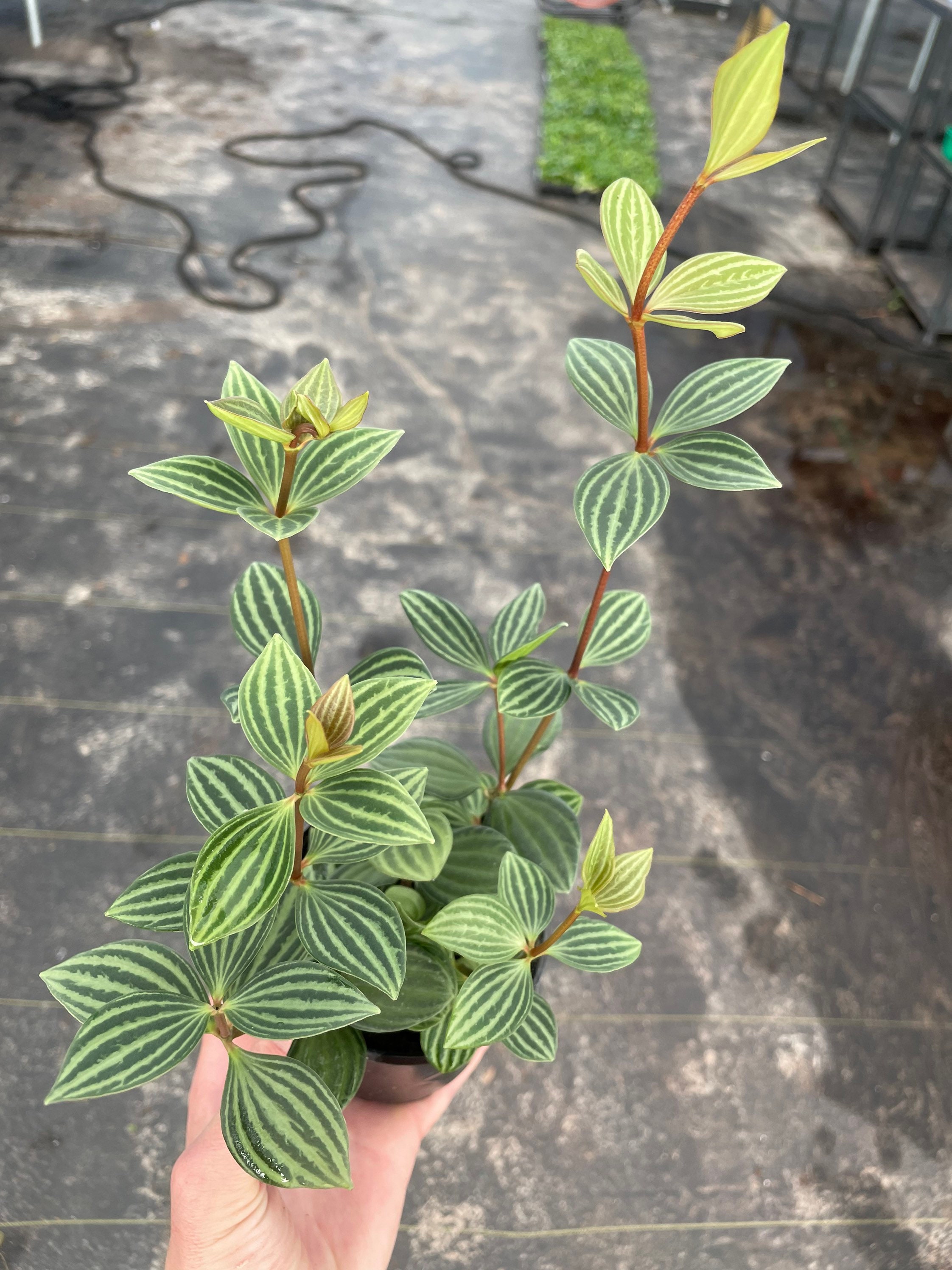 Peperomia Puteolata 4pot ALL PLANTS Require You to Purchase - Etsy