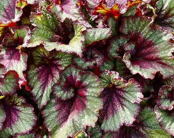 Harmonys Nautilus Begonia Starter Plant ALL STARTER PLANTS Require You ...
